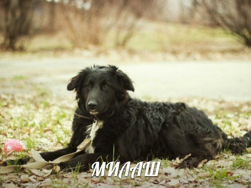 Собака в добрые руки