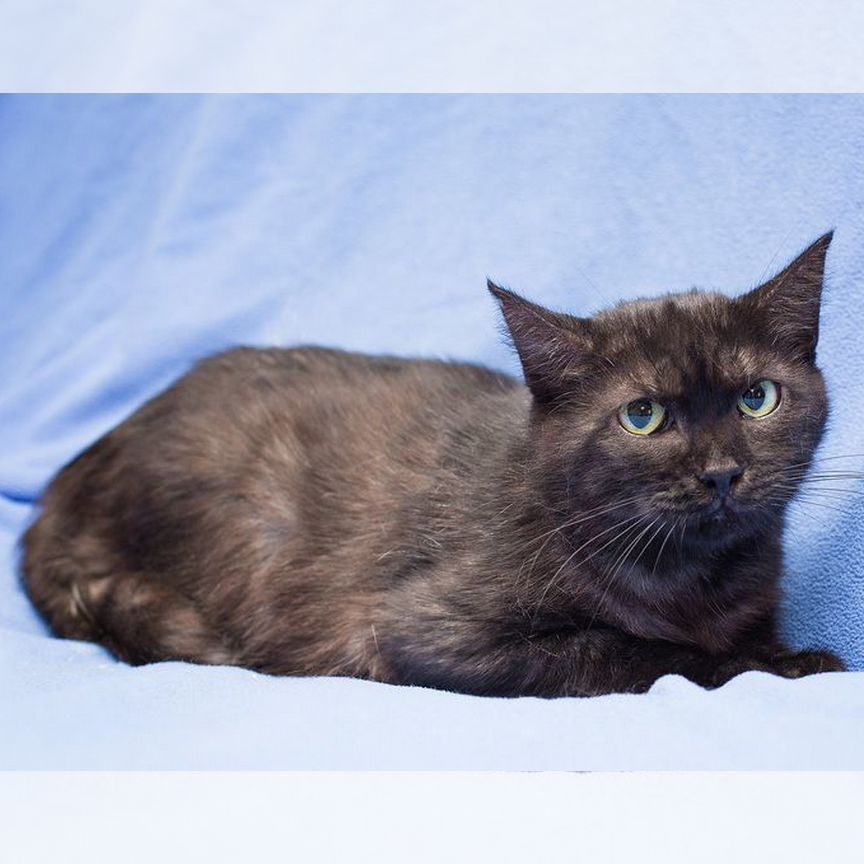 Кошка окраса черный дым Таша в добрые руки