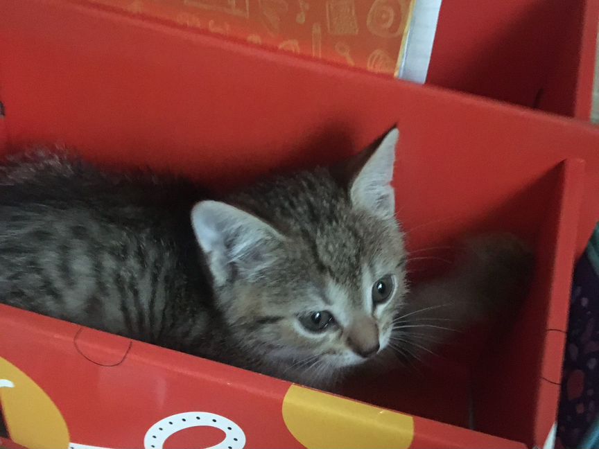 Котенок 2 мес, кушает все, лоток знает.мама пород