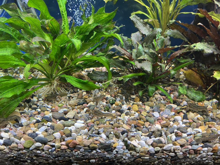 Раки кубинские