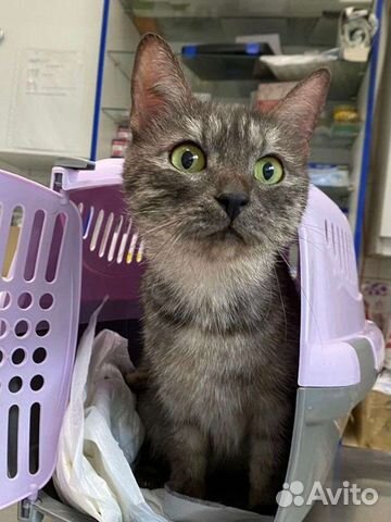 Кошки в добрые руки