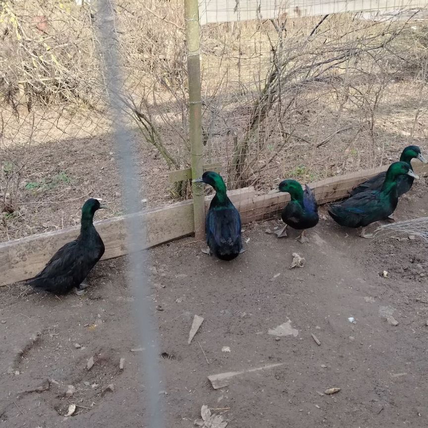 Утки каюга