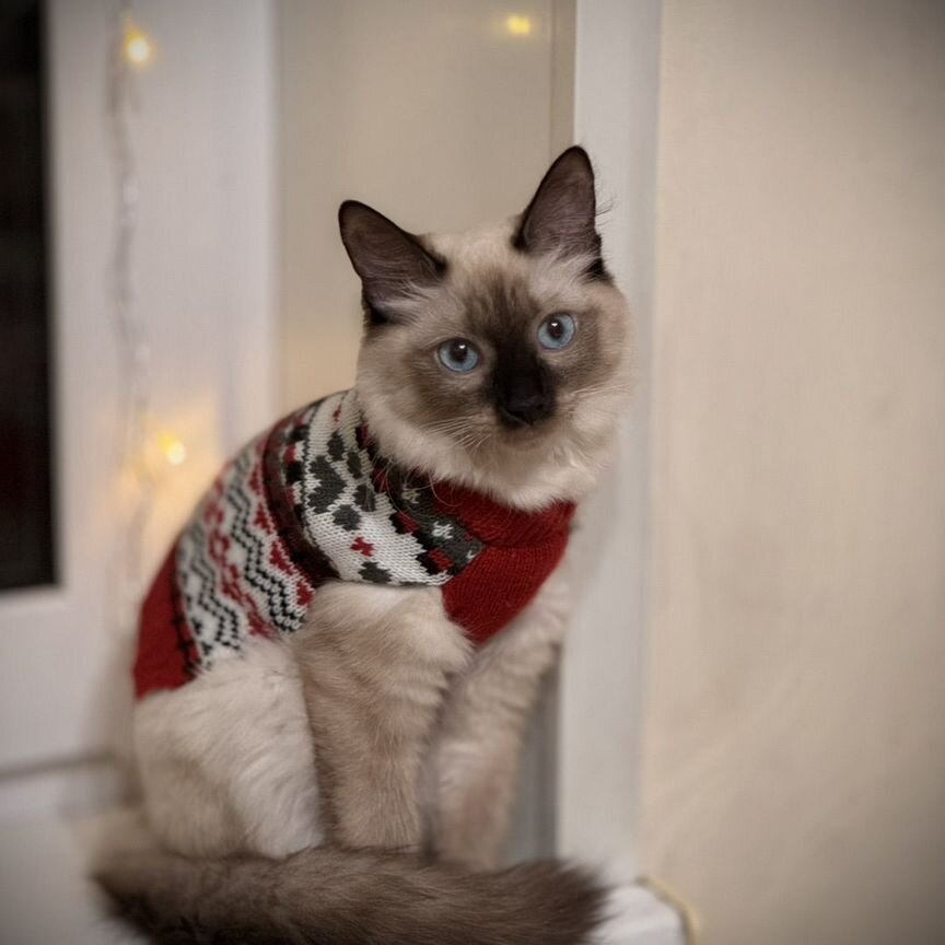 Отдам котенка в добрые руки