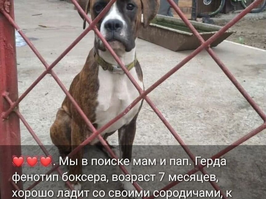 Отдам в добрые руки метис Боксера