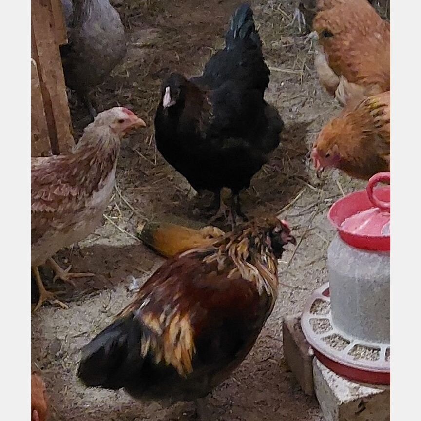 Молодые породные петушки