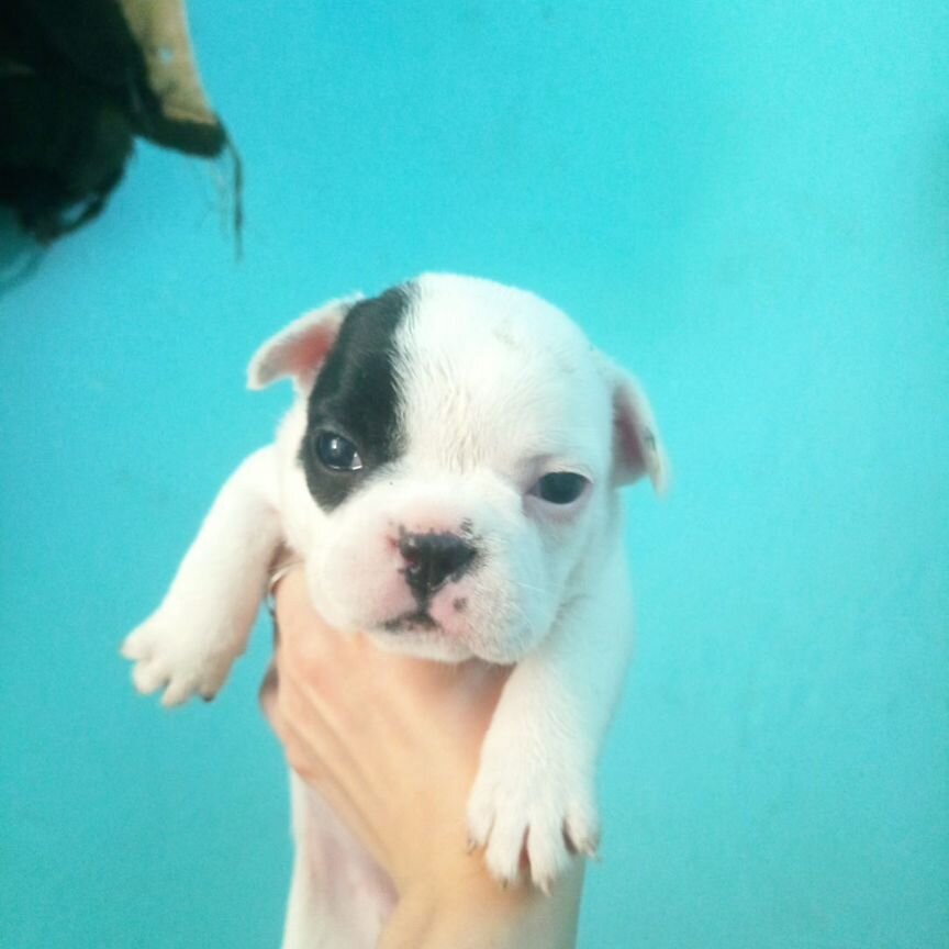 Французы щенки