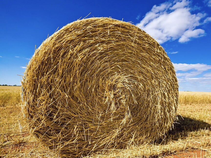 Сено в тюках