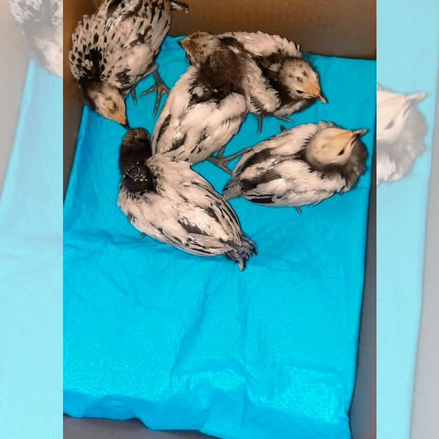 Цыплята маран черно-медный, чёрные-серебро