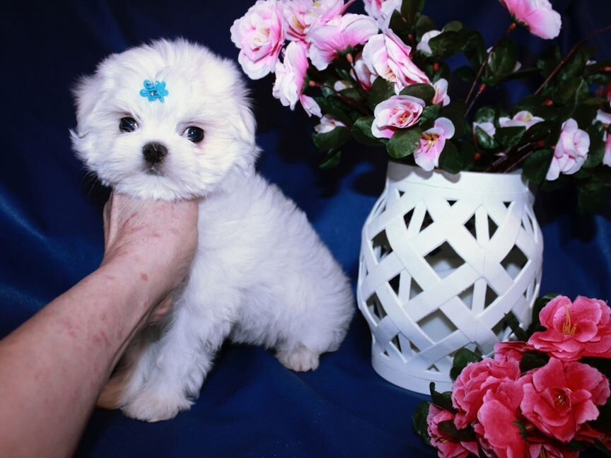 Кукольный, очень красивый беби-фейс мальчик 2 мес