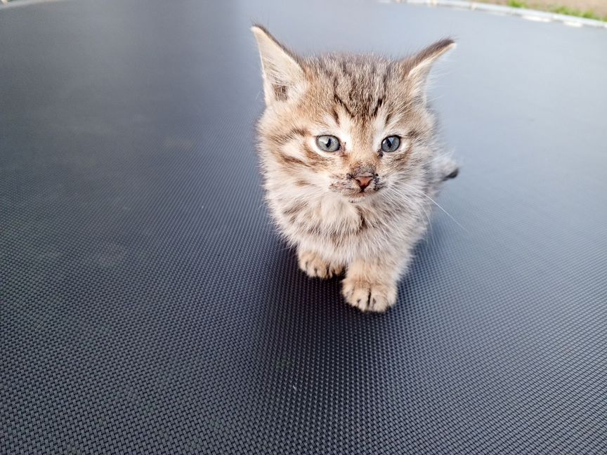 Котята ловчие