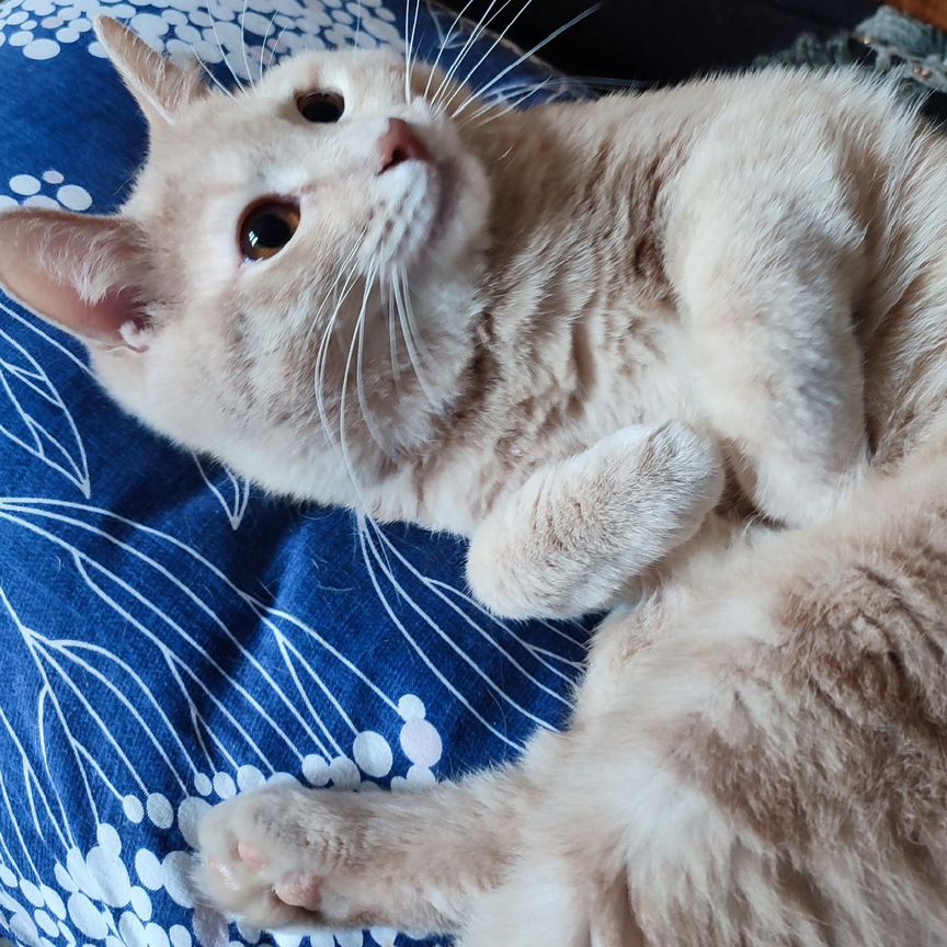Кот Яшка