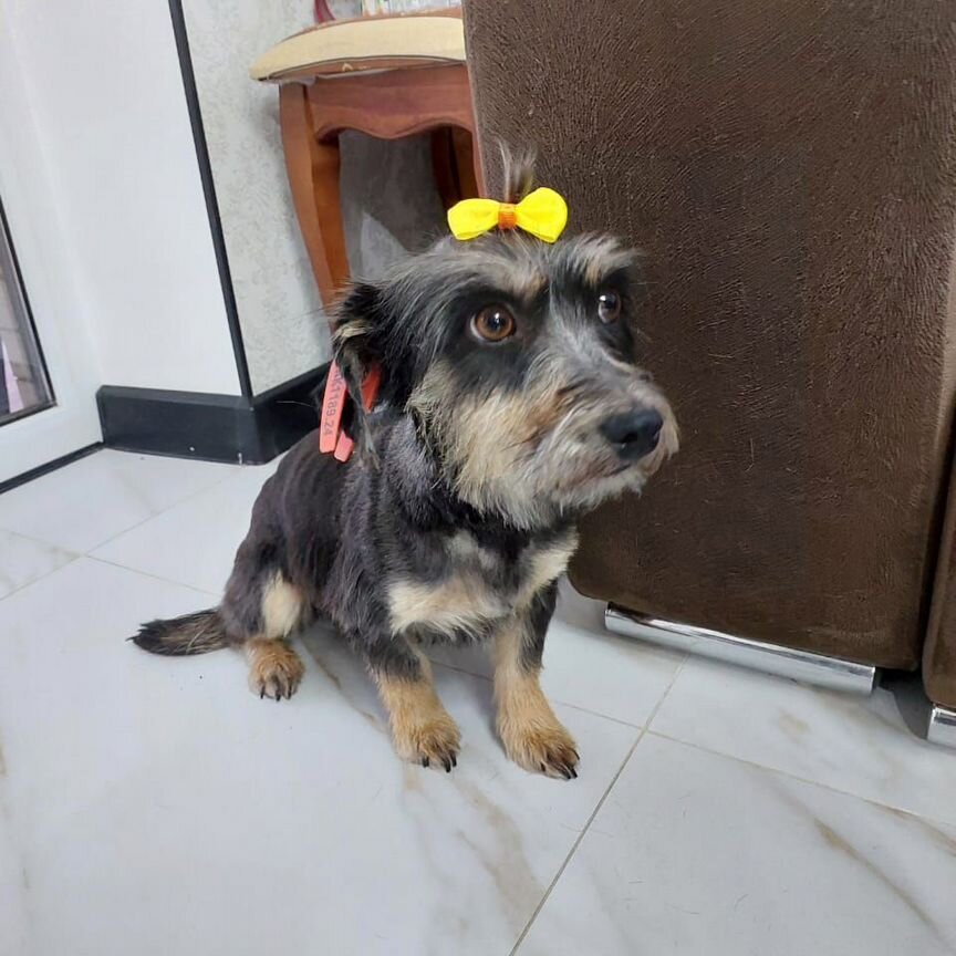 Собака в добрые руки