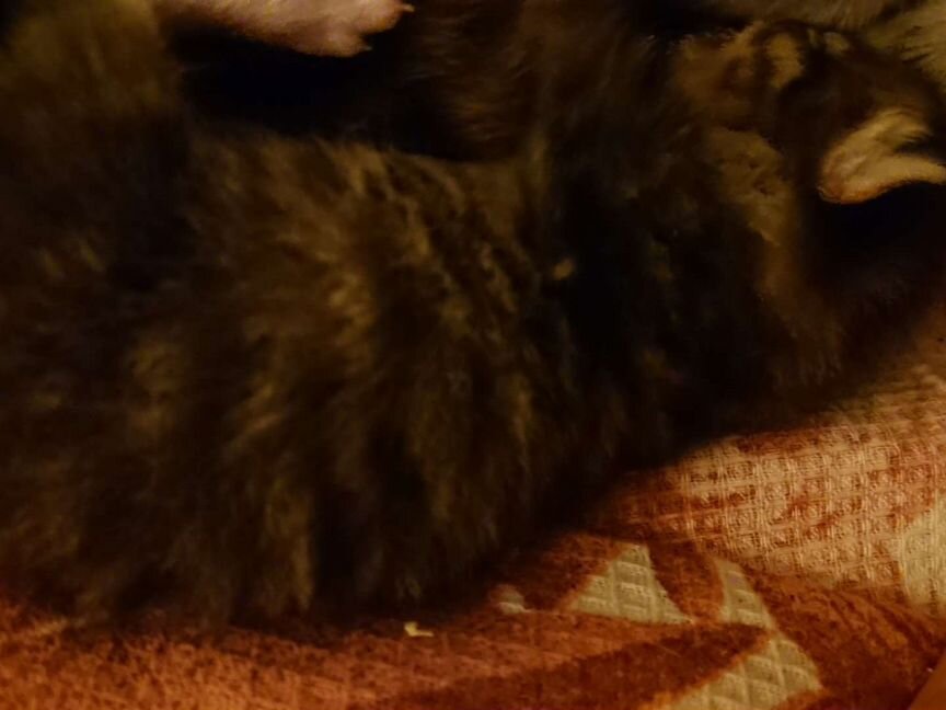 Котёнок смешной