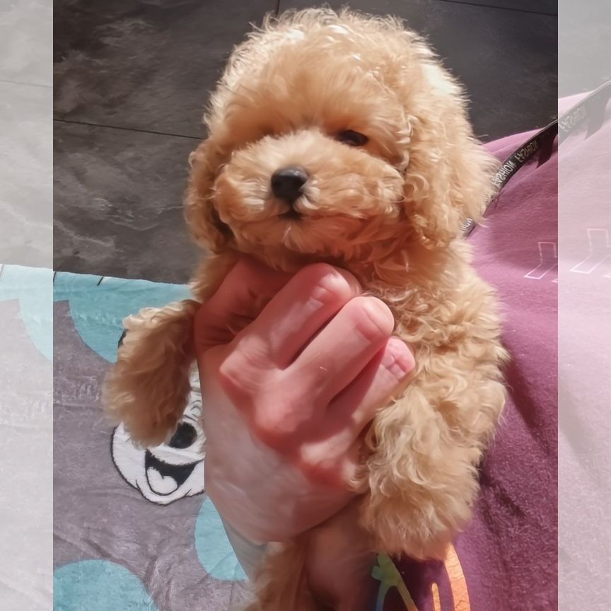 Той-пудель, щенок