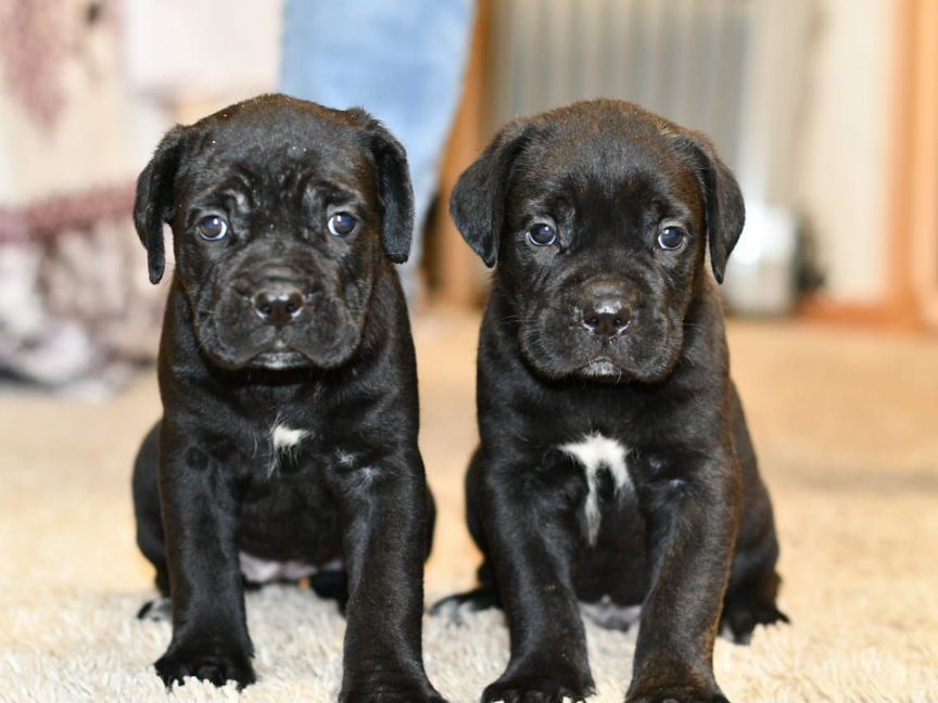 Итальянский Кане Корсо