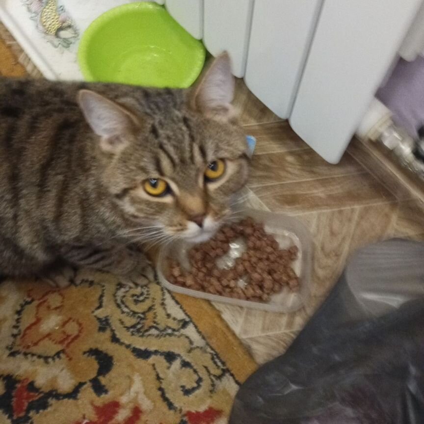 Кот Мурзик