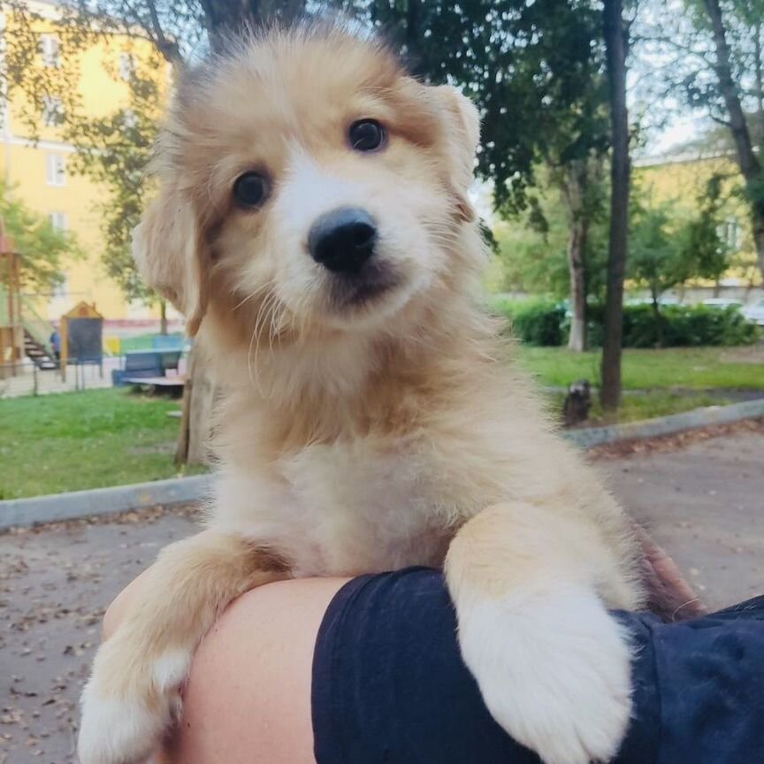 Малышка в добрые руки