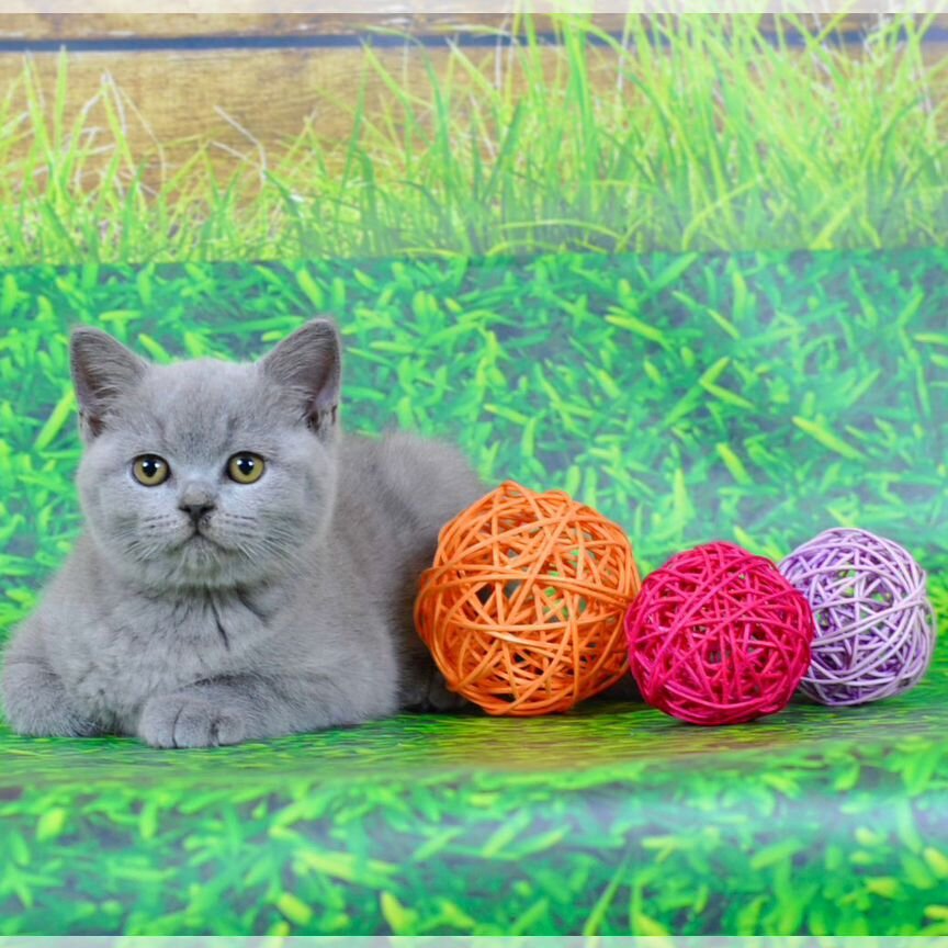 Британские котята - британский кот(мальчик)