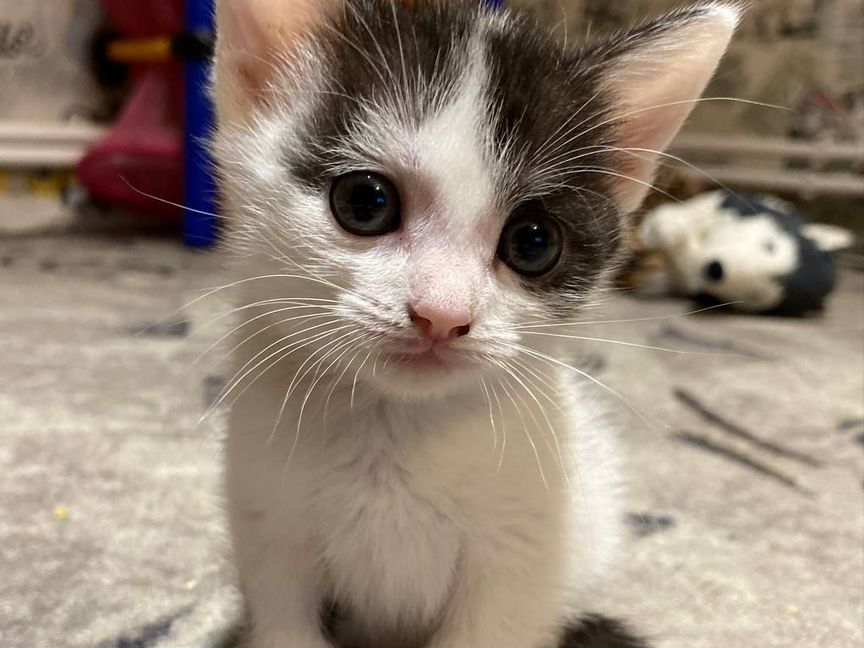 Котёнок в добрые руки