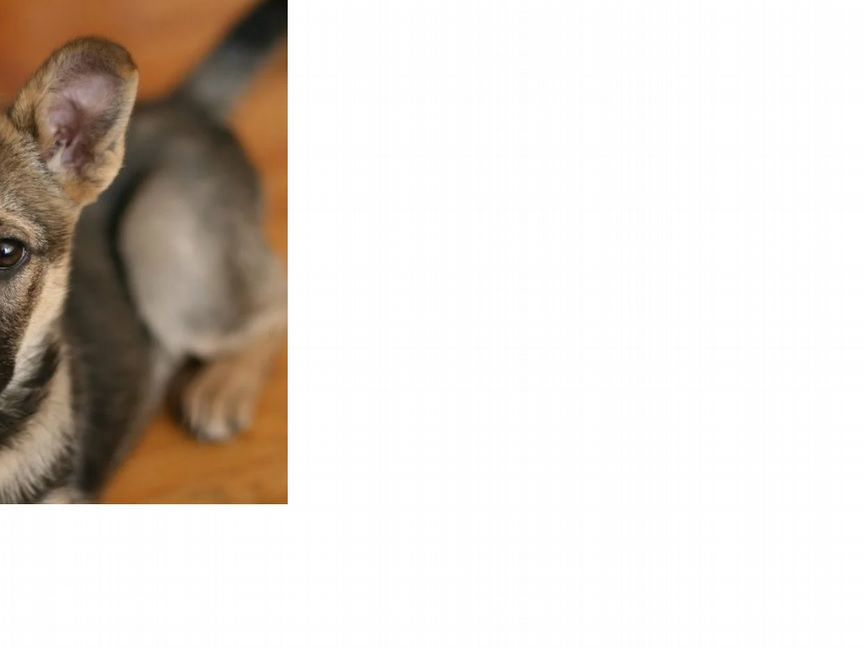 Щеночки в добрые руки