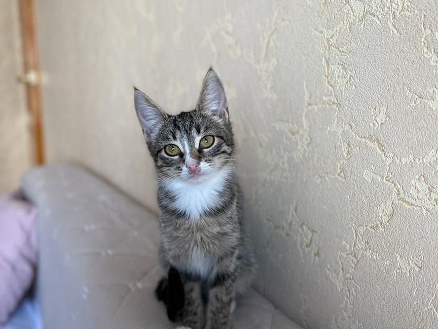 Котята бесплатно