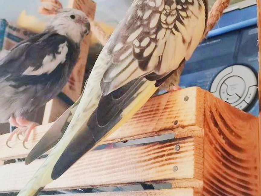 Пара кореллы