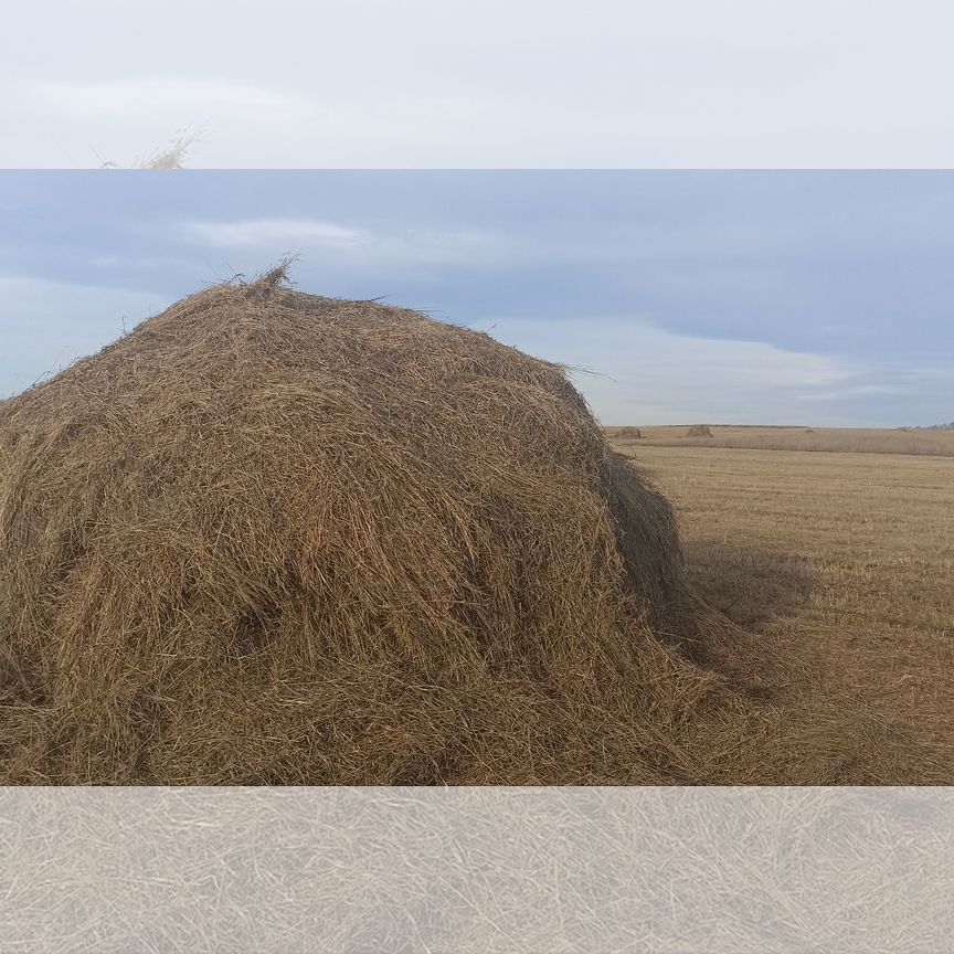 Сегодня россыпь