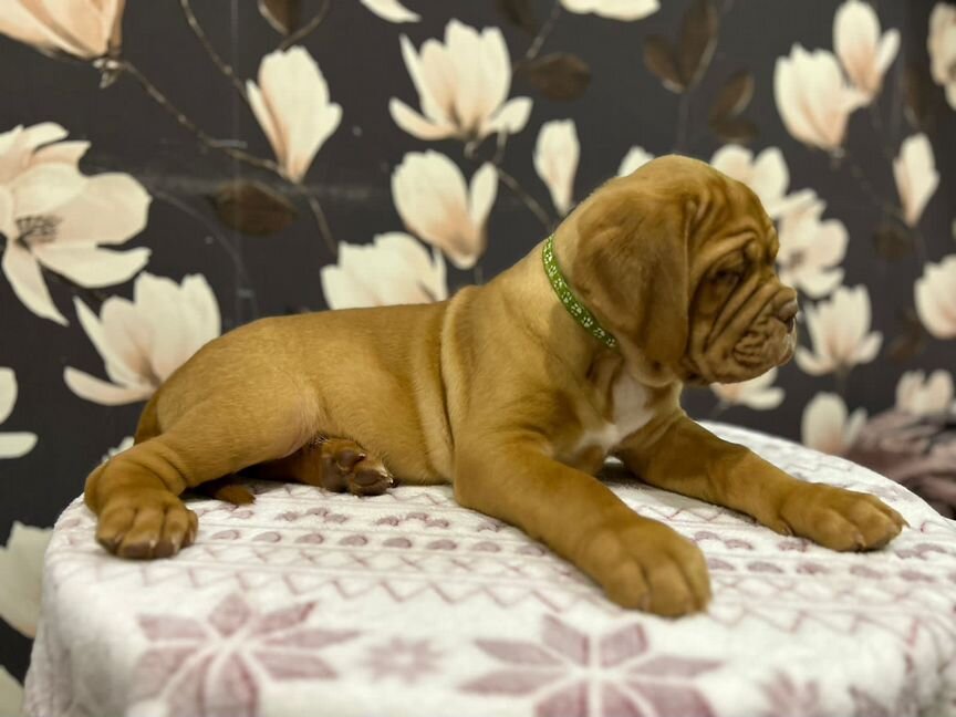 Щенки бордоского дога