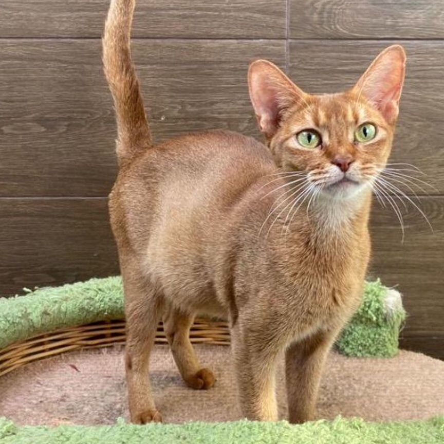 Абиссинская кошечка Сара отдам