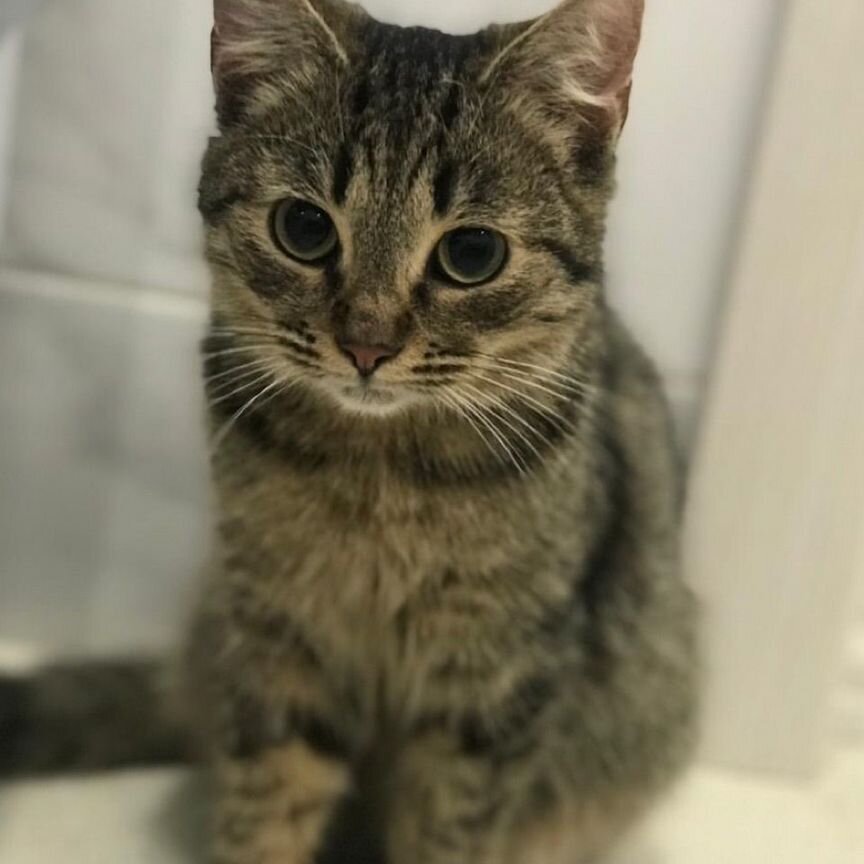 Ласковый котенок