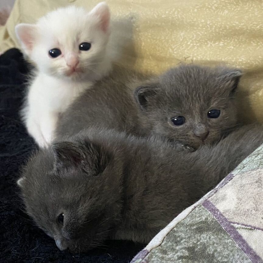 Турецкая ангора котёнок