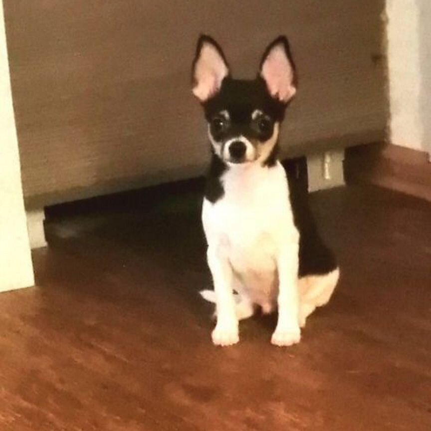 Мальчик Чихуахуа 3 месяца