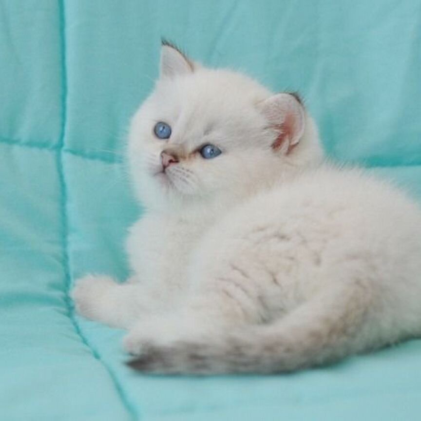Британские котята