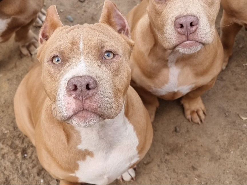 Американский булли