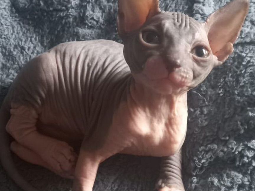 Котята сфинкс