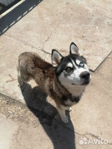 Сибирский хаски