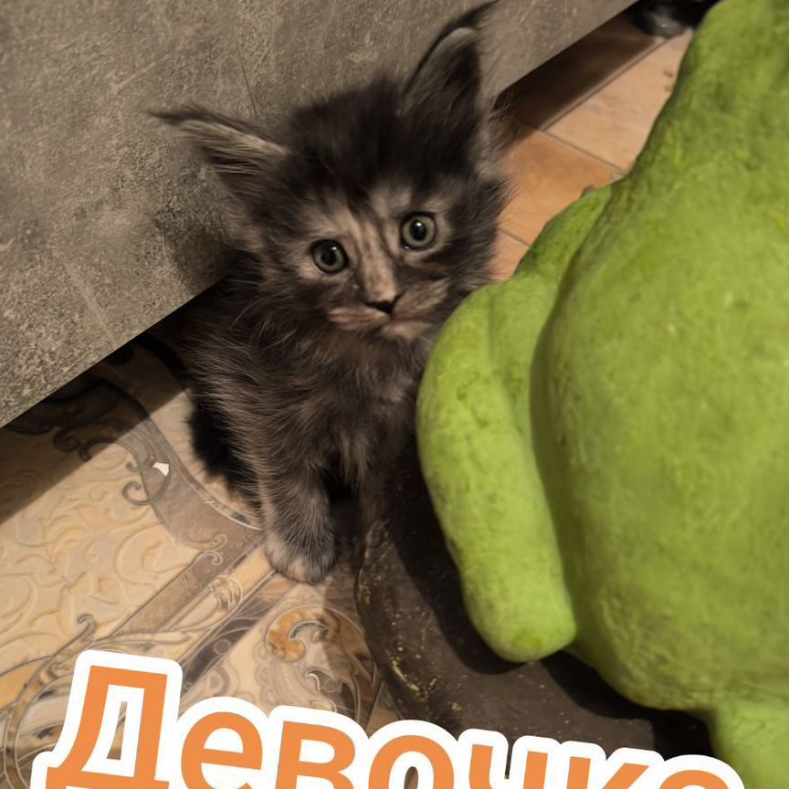 Мейн-кун котёнок