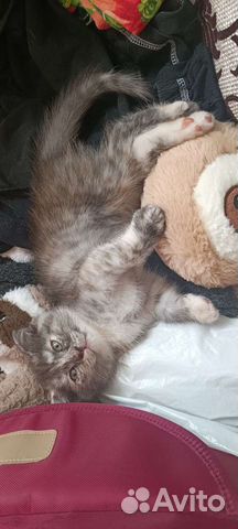 Котёнок девочка вислоушка