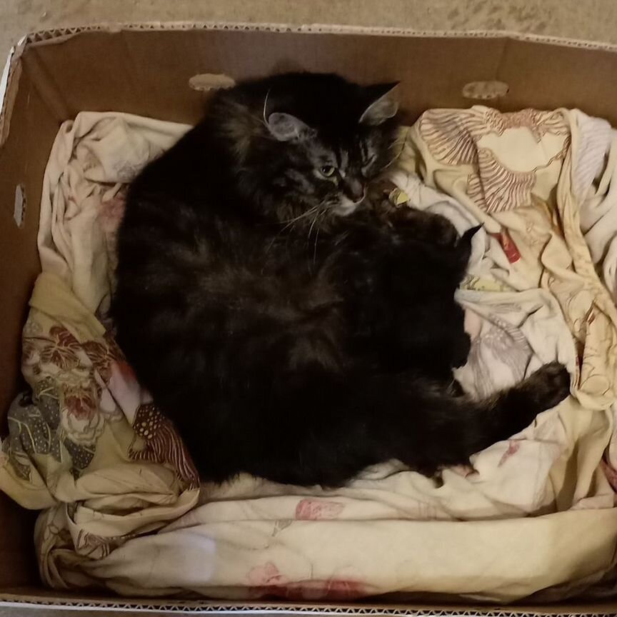 Сибирский котёнок