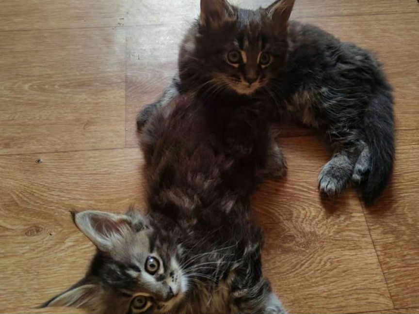 Мейн-кун разных окрасов