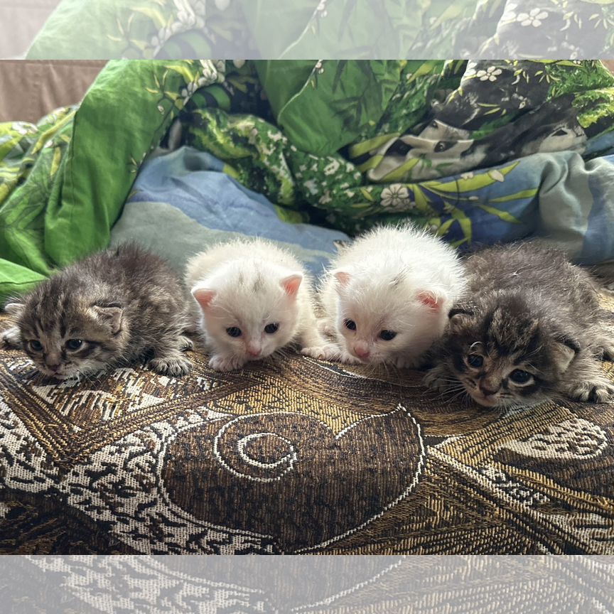 Котята в добрые руки бесплатно