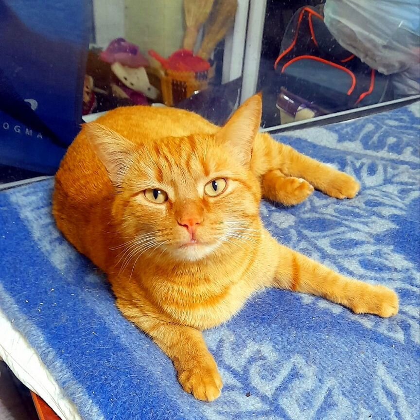 Взрослая кошка в добрые руки