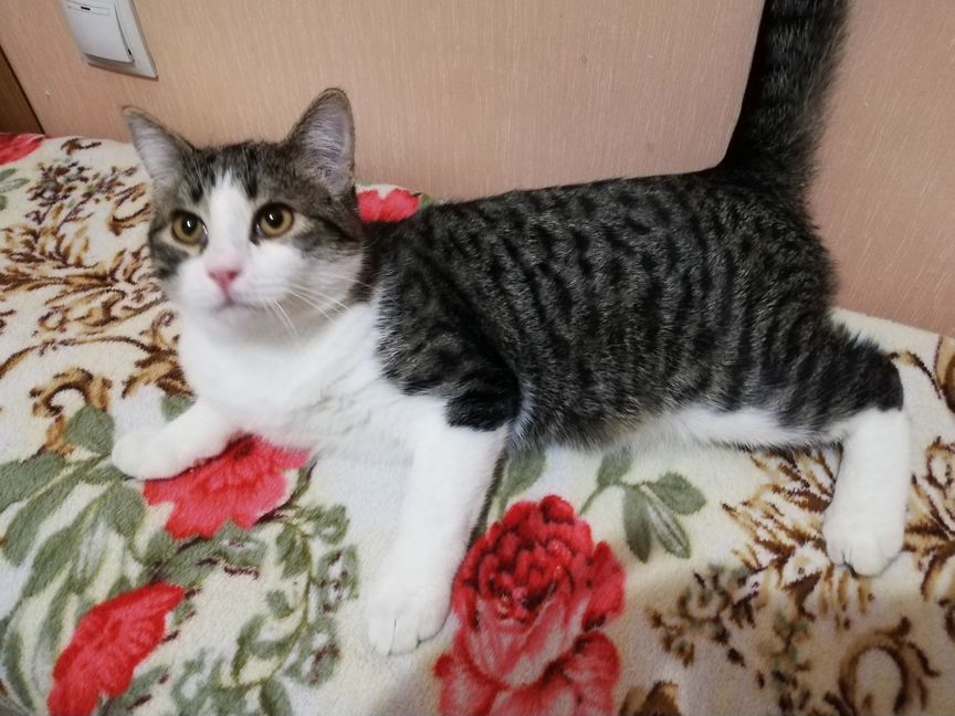 Котик ищет дом