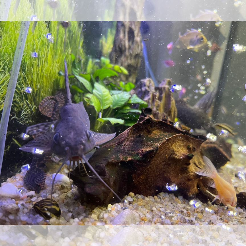 Сом синодонтис обменяю