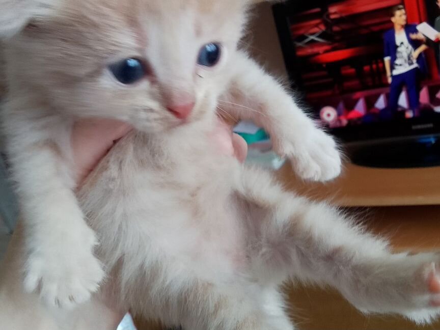 Котята вислоухие шотландцы