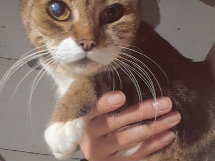 Кошка в добрые руки. Зовут Кошь