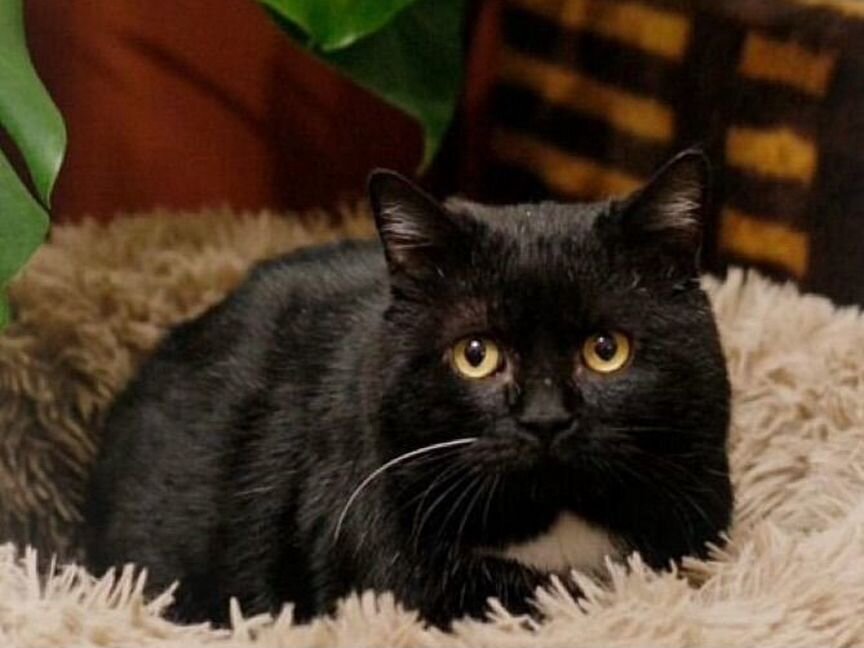 Кот инвалид Стёпа ищет дом