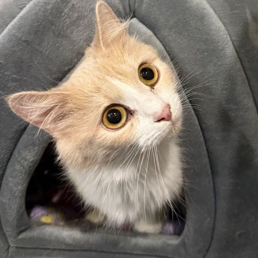 Взрослый кот в добрые руки