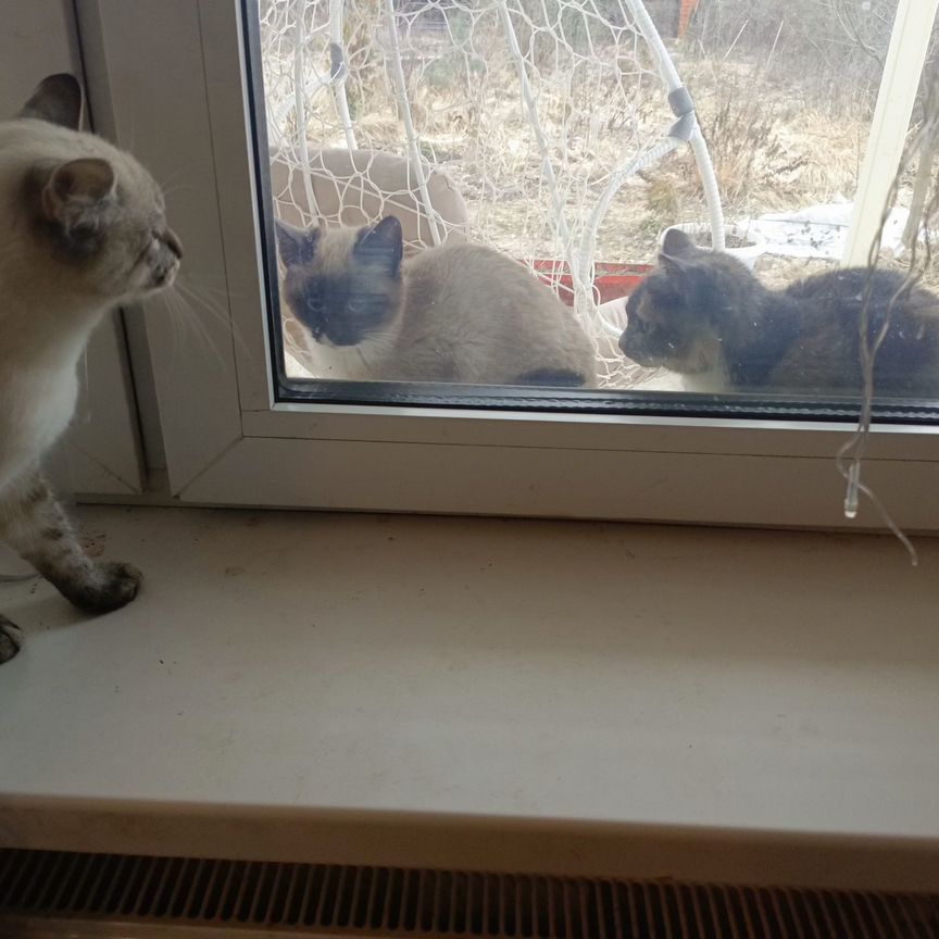 Котят подбросили сегодня нам на участок. Отдам