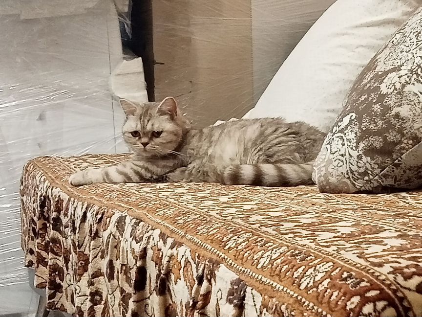 Британская кошка